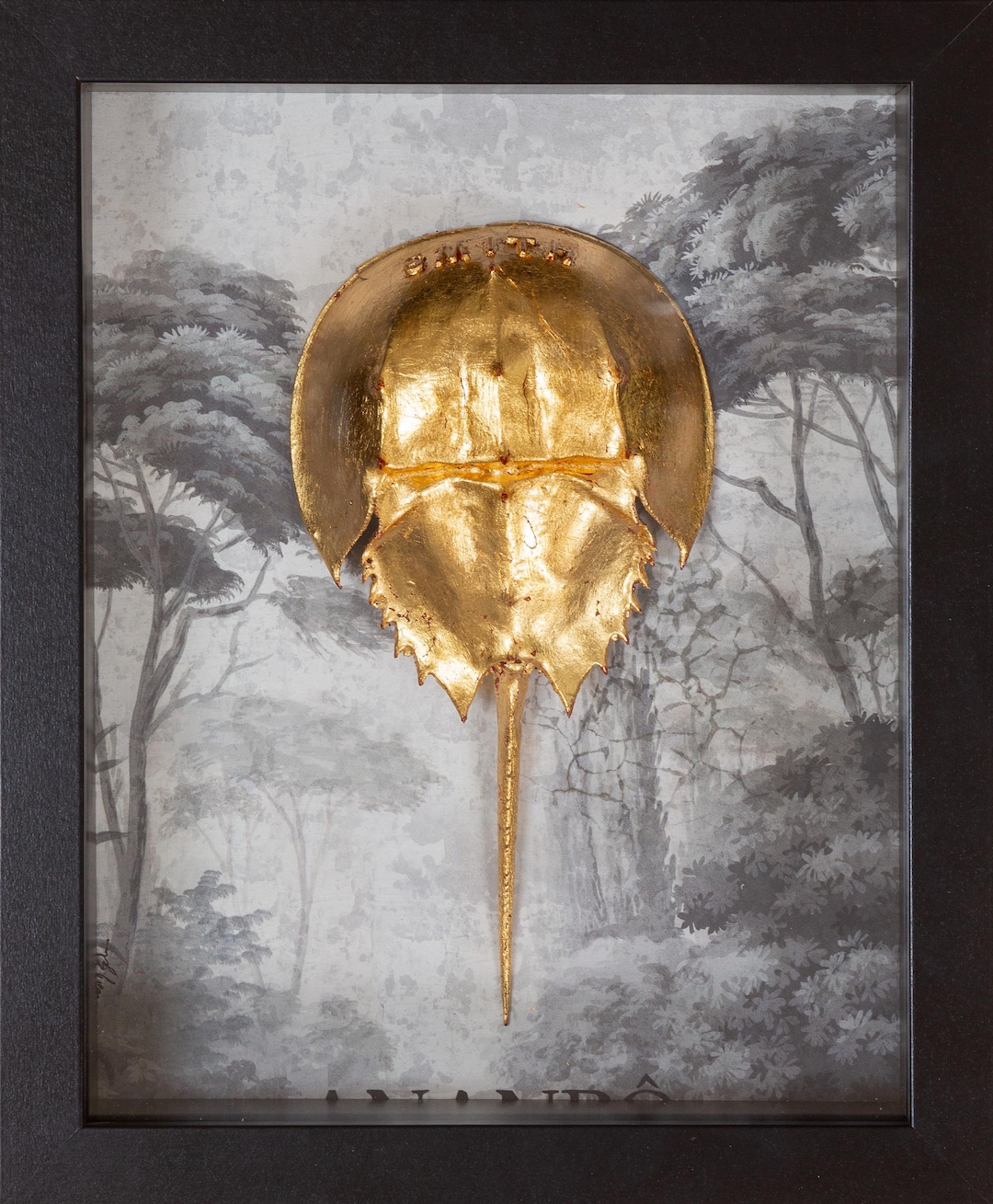 Taxidermy Shadow Box With Gold Leafed Horseshoe Crab Specimen on Ananbo ...