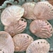 Beach Decor Abalone Shells (5 PCS) - Abalone Shells - Lg Abalones ...