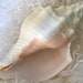 Beach Decor Chank Shell Large Chank Shell Coastal Home - Etsy
