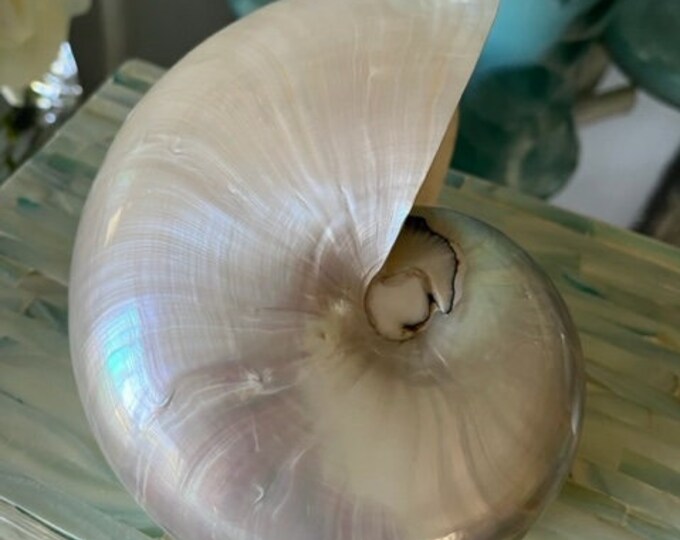 Polished Nautilus Shell - Large Nautilus Shell - Pearlized Nautilus - Coastal Home Decor ...