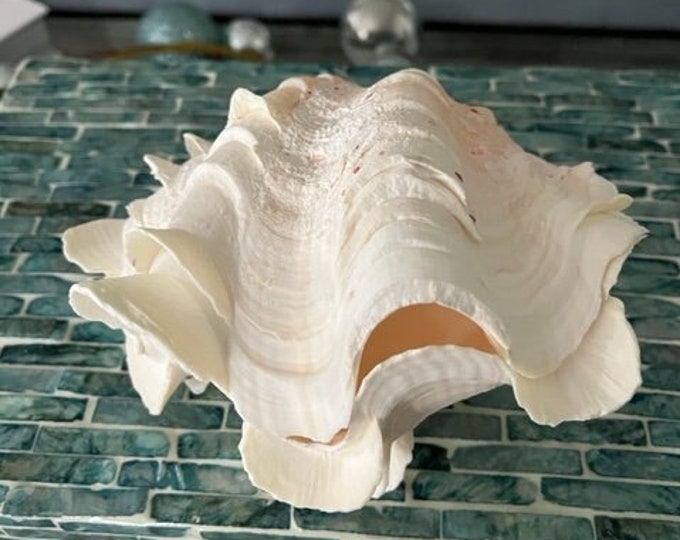 Double Squamosa Rare Clam Shell Vintage Pale Peach White - Etsy