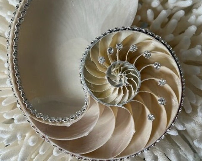 Embellished Chambered Nautilus Shell With Swarovski Crystals - Natural ...