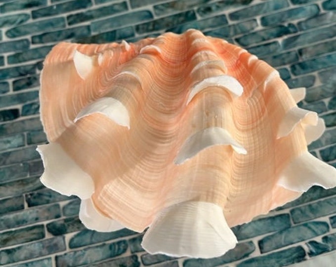 Double Squamosa Rare Clam Shell Peach/orange Double Clam Shell ...