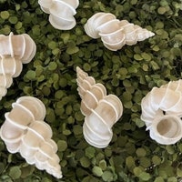 Rare XL Precious Wentletrap Seashell (2 1/4" - 2.5") -extra Lg Specimen ...