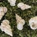 Rare XL Precious Wentletrap Seashell (2 1/4" - 2.5") -extra Lg Specimen ...