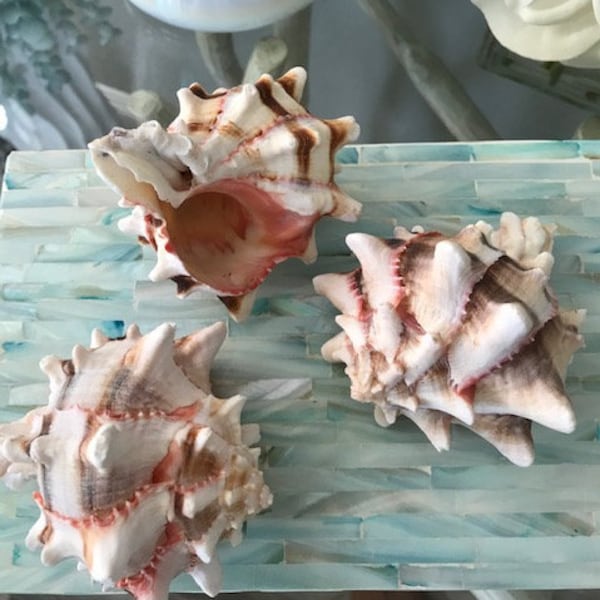 Murex Shell - Etsy