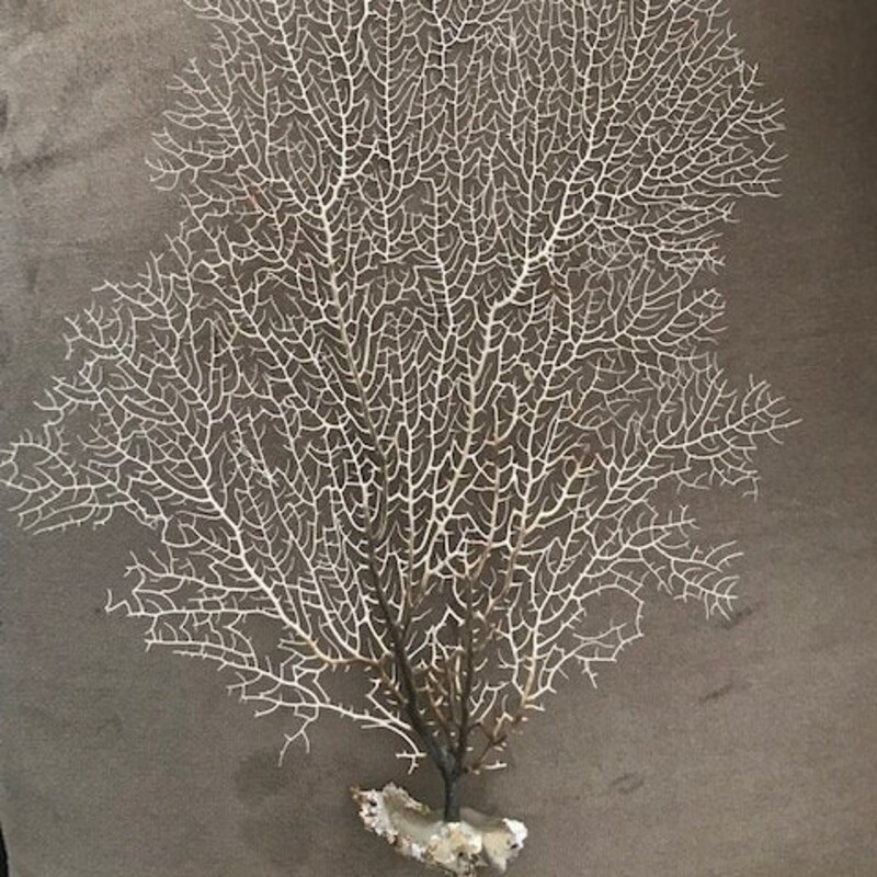 Sea Fan Wall Art - Etsy