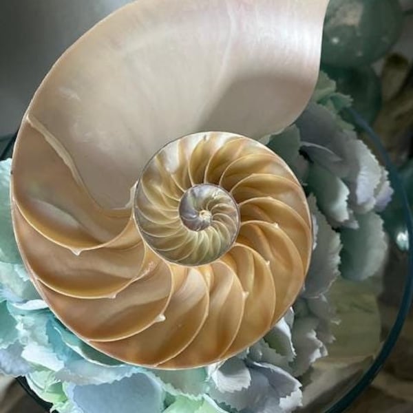 Chambered Nautilus - Etsy