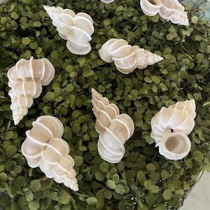 Rare XL Precious Wentletrap Seashell (2 1/4" - 2.5") -extra Lg Specimen ...