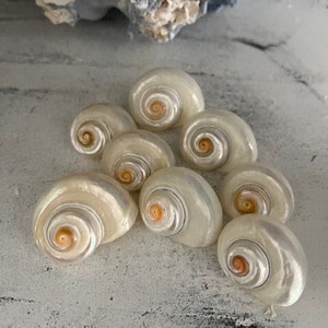 Cinnerus Pearl Seashells (6 Pcs) - Turbo Shells - Pearlized Shells ...