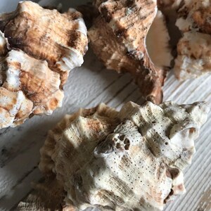 Apple Brown Murex Shells (3) - Murex Shells - Seashells - Seashell ...
