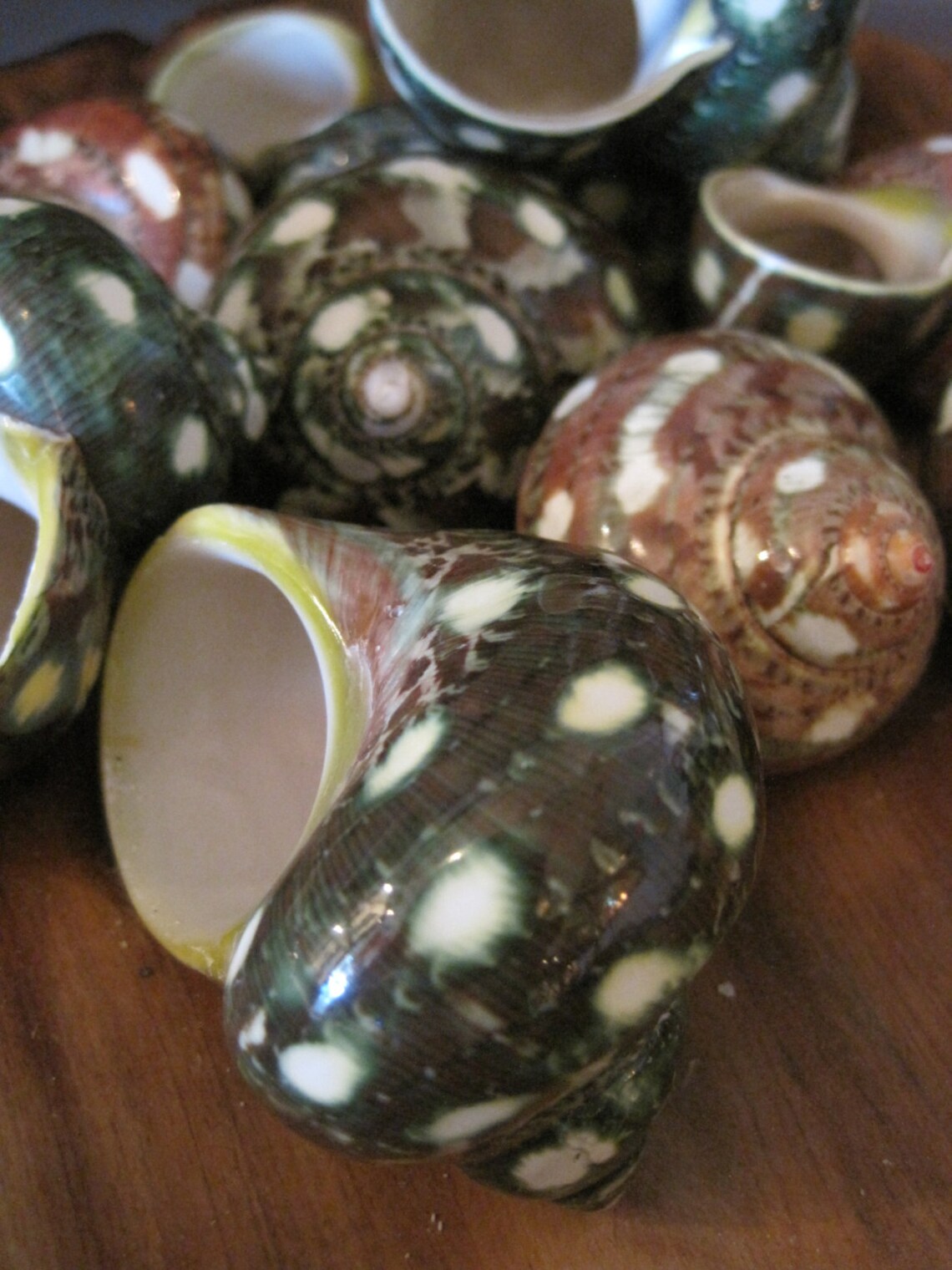 Beach Decor - Spotted Brown and Green Turbo Shell (2 Pc) - Turbo Shell ...