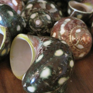 Beach Decor - Spotted Brown and Green Turbo Shell (2 Pc) - Turbo Shell ...