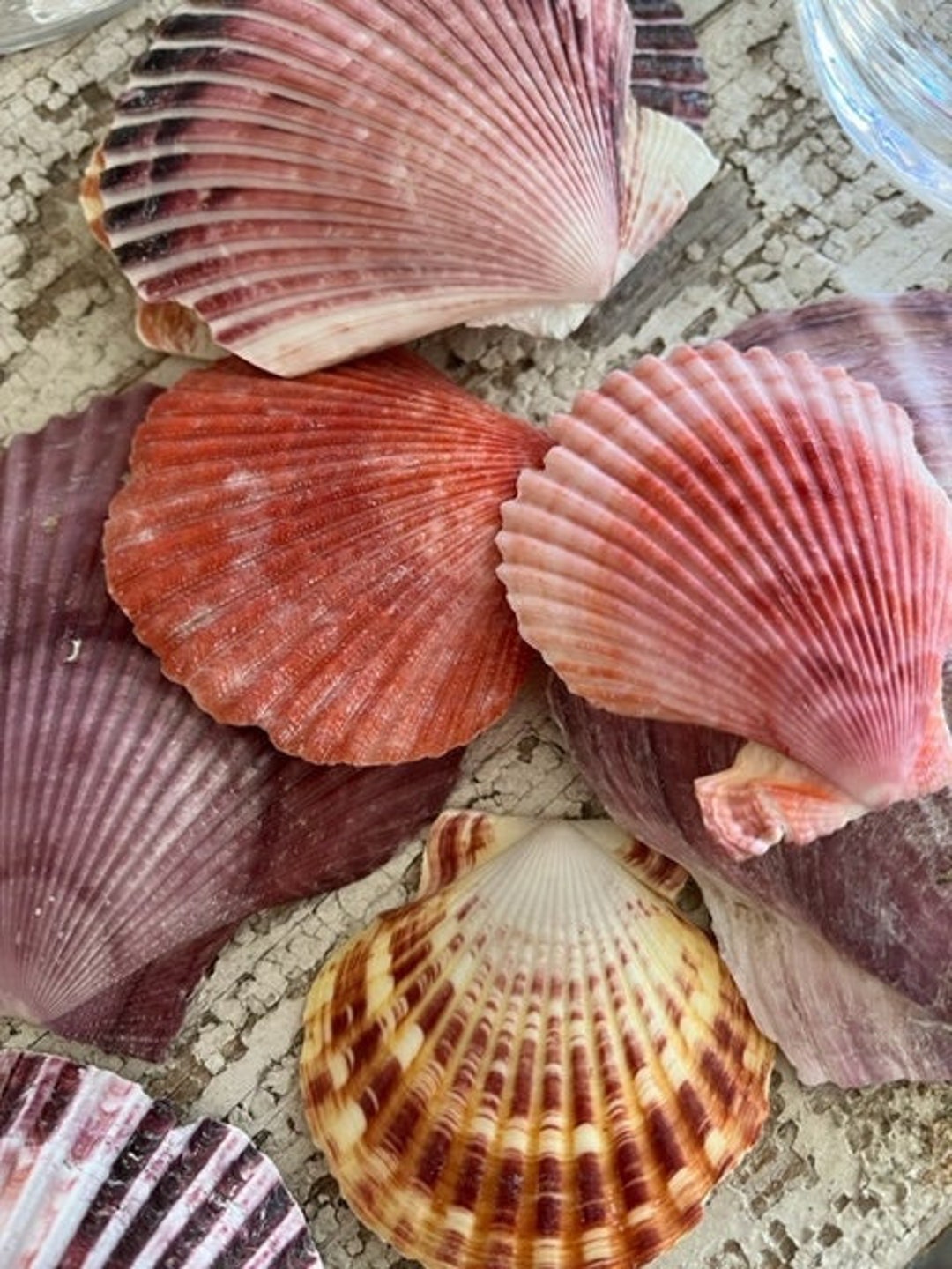Imperfect Pectin Scallop Shells (12 PC)- Seashells - Beach Decor ...