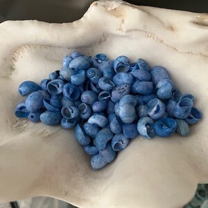 Dark Blue Dyed Bubble Shells (25 Pcs) - Craft Shells - Coastal Home ...