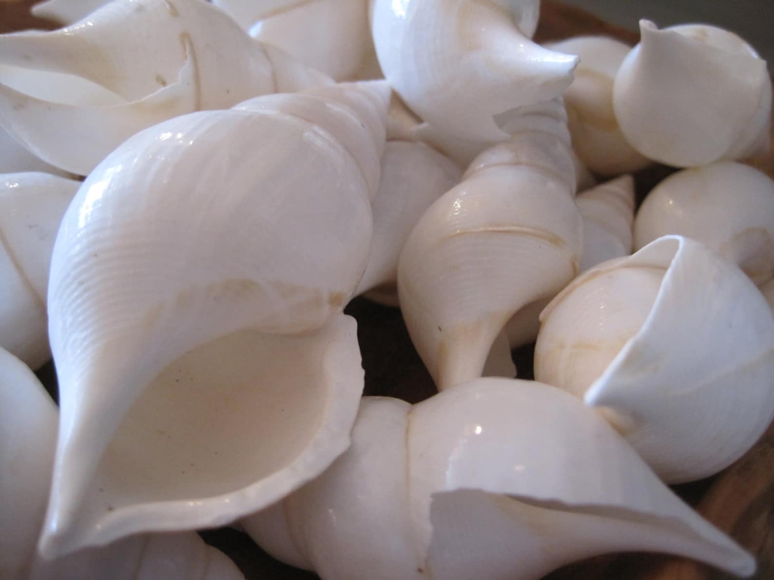 White Tibia Shells 6 Tibia Shells Seashells Seashell | Etsy