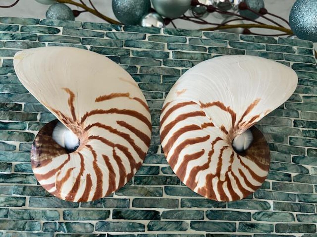 Nautilus Shells - Real Half Tiger Stripe Nautilus - Chambered Cut Nautilus Shell - Coastal Home ...
