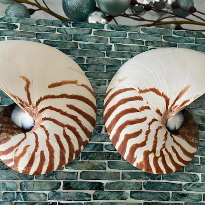 Chambered Nautilus - Etsy