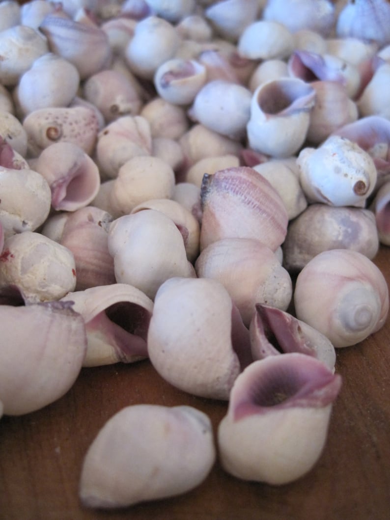 Cebu Beauty Shells 25 Coastal Home Decor Seashells | Etsy