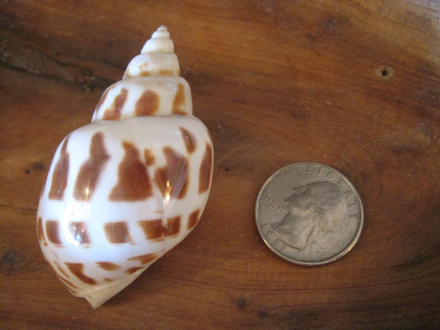 Beach Decor Babylonia Shells 3 Seashell Supply Beach - Etsy