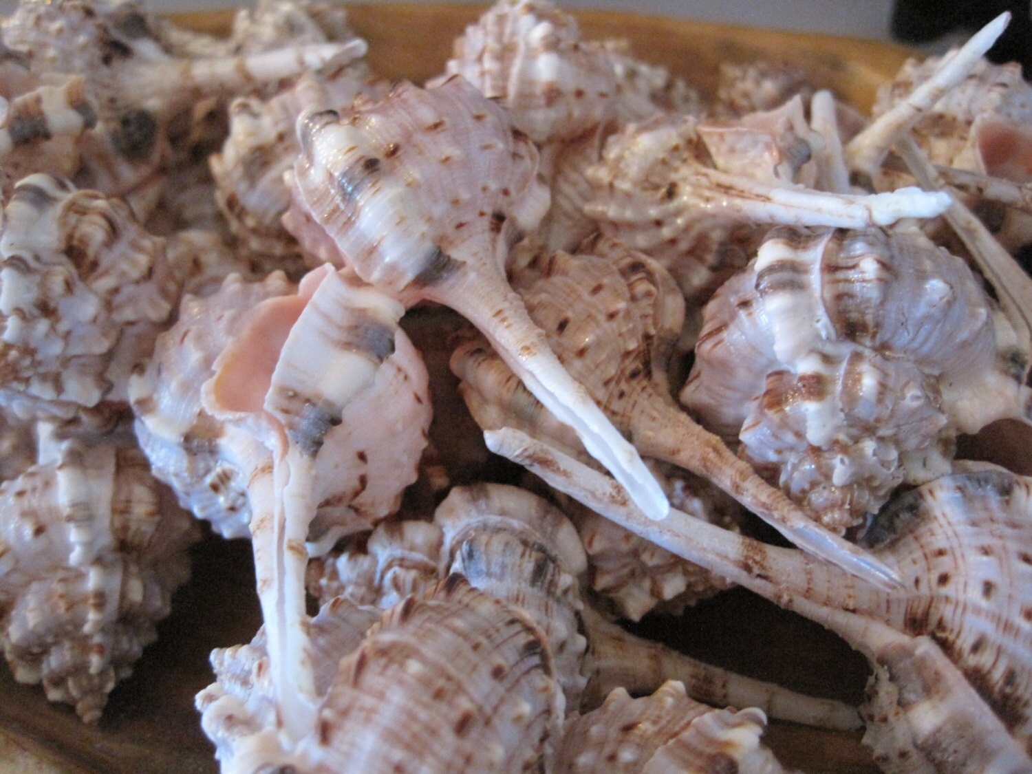 Murex Haustellum Shells 6 Seashells Seashell Supply - Etsy
