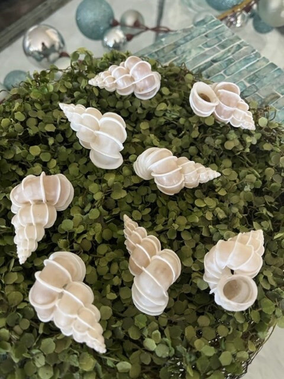 Rare XL Precious Wentletrap Seashell (2 1/4