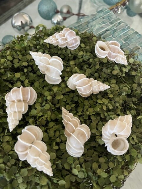 Rare XL Precious Wentletrap Seashell (2 1/4" - 2.5") -extra Lg Specimen ...