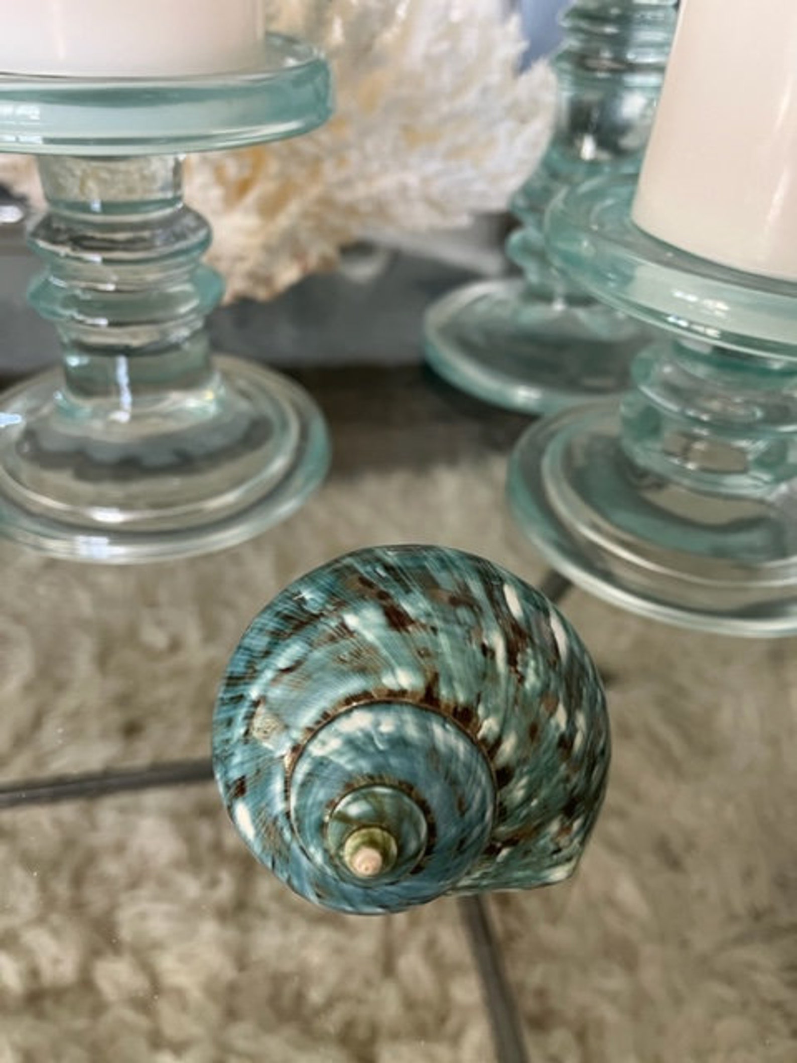 Beach Decor Turquoise Snail Shell Turbo Snail Shell - Etsy