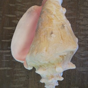 Pink Florida Conch Shell - Coastal Home Decor - Seashells - Seashell ...