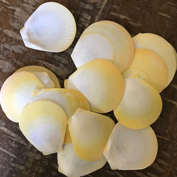 Yellow Seashells - Etsy