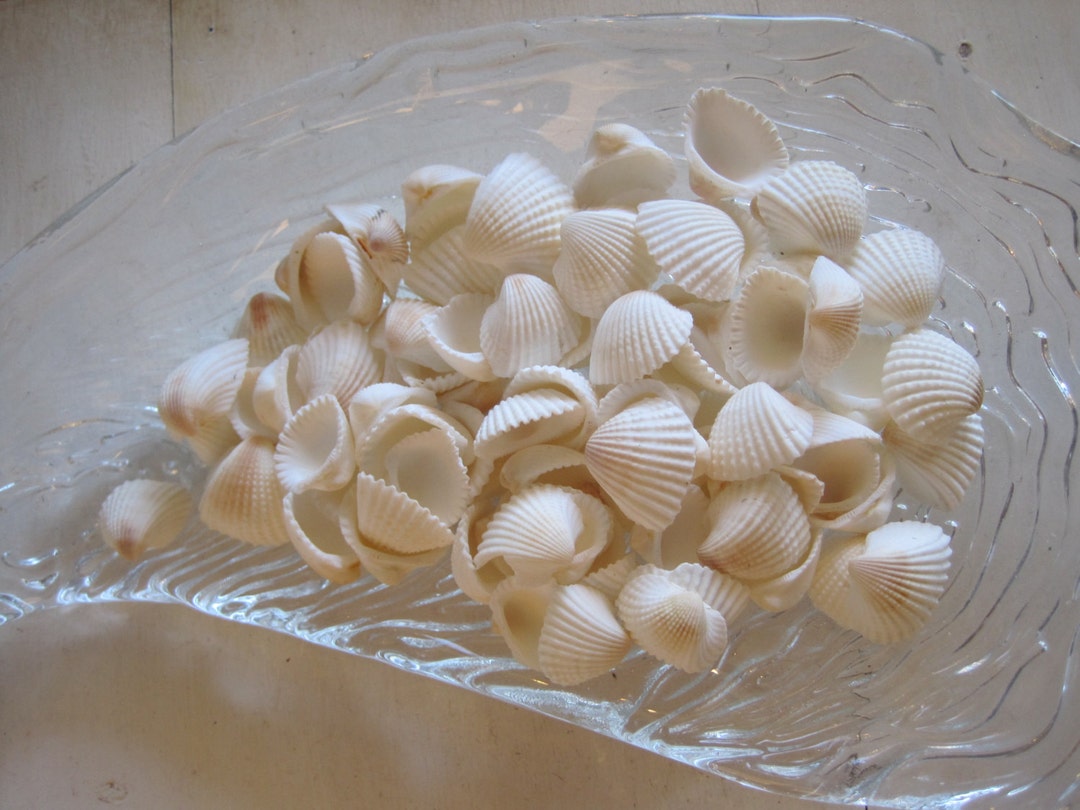 Seashells - Small White Ark Shells (25) - Seashell Supply - Beach ...
