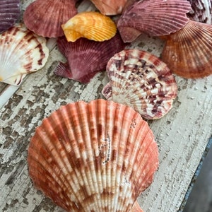 Imperfect Pectin Scallop Shells (12 PC)- Seashells - Beach Decor ...