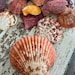 Imperfect Pectin Scallop Shells 12 PC Seashells Beach Decor Wholesale ...