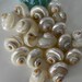 Cinnerus Pearl Seashells (6 Pcs) - Turbo Shells - Pearlized Shells ...