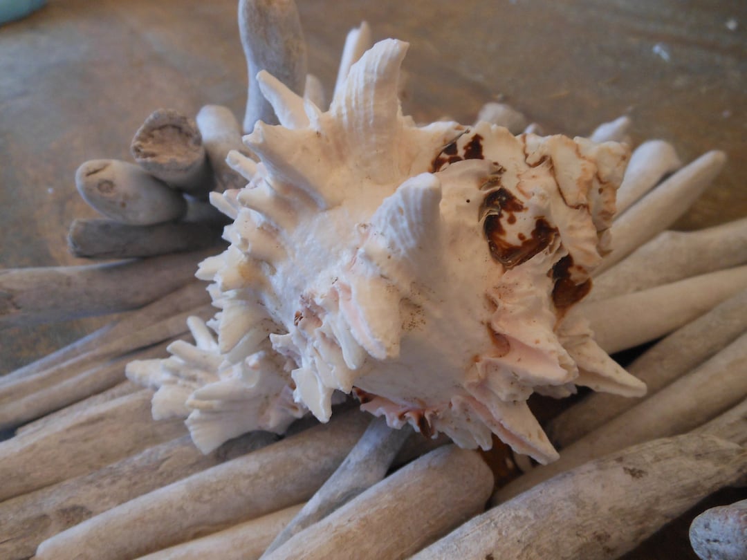 Beach Decor Murex Shell - Large Murex Shell - Murex Ramosa Seashell ...