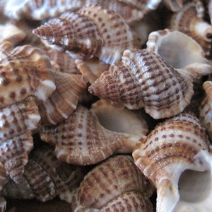 Bursa Bursa Seashells (15) - Shells - Seashell Supply - Craft Seashells ...