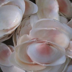 Pink Tellin Shells 1 Cup Craft Shells Beach Wedding | Etsy