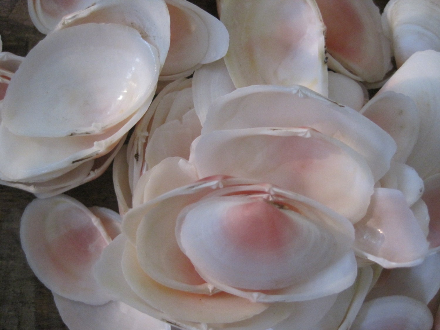 Pink Tellin Shells 1 Cup Craft Shells Beach Wedding | Etsy