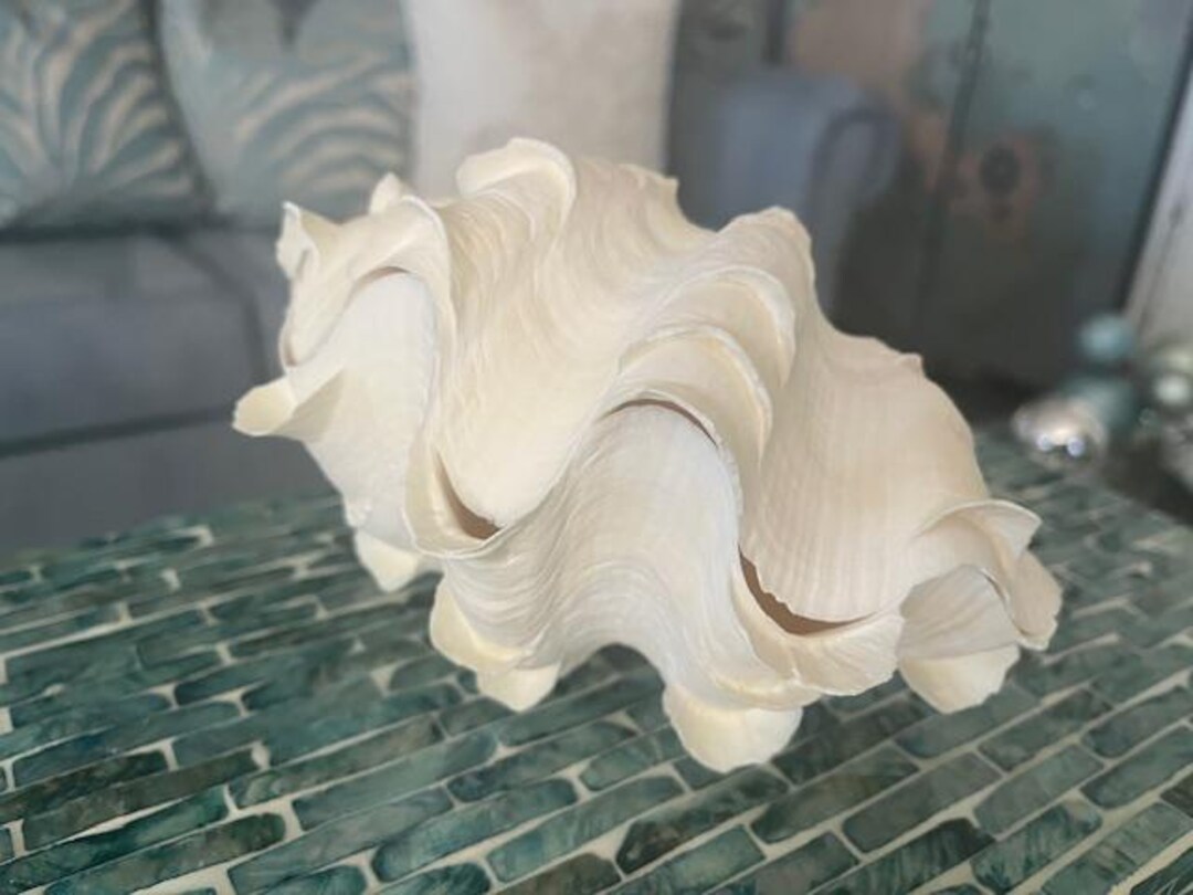 Double Squamosa Rare Clam Shell - White and Pale Yellow Double Clam ...