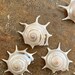 Imperfect Guildfordia Yoka Shell Specimen Shells Crafters Seashells ...