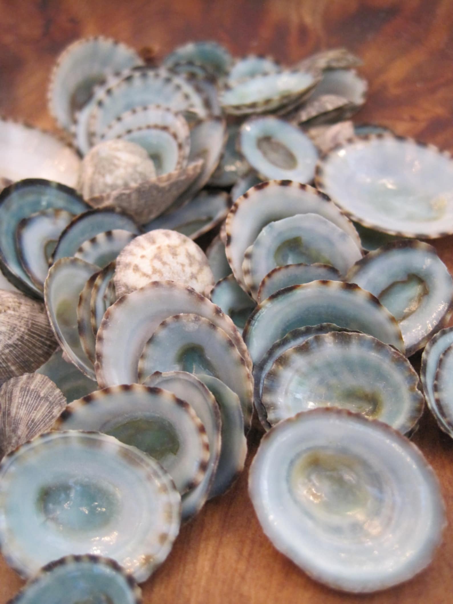 Beach Decor Blue Green Limpet Shells 25 Seashell Supply - Etsy
