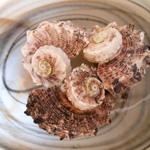 Beach Decor Pink Turbo Swirl Shells (3) - Coastal Home Decor - Seashell ...
