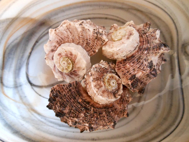 Beach Decor Pink Turbo Swirl Shells 3 Coastal Home Decor - Etsy