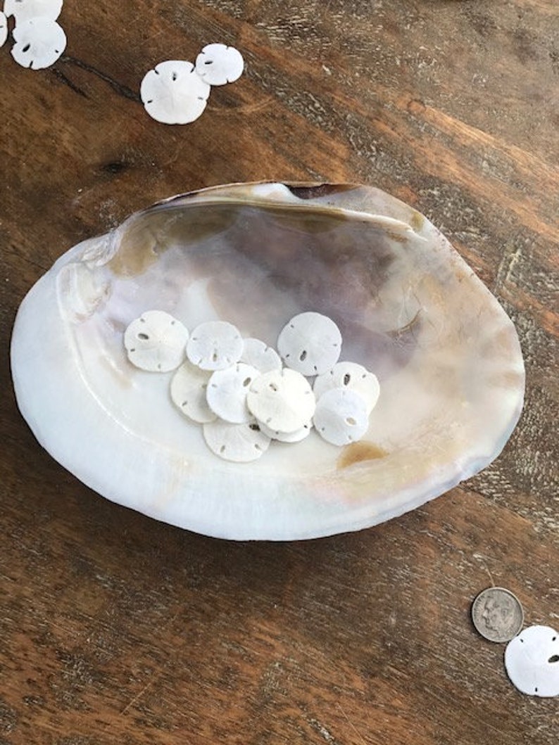 20 Extra Tiny Sand dollars Seashell Supply Extra Tiny Sand | Etsy
