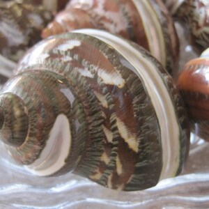 Beach Decor Brown Spotted and Banded Turbos - Seashell Supply ...