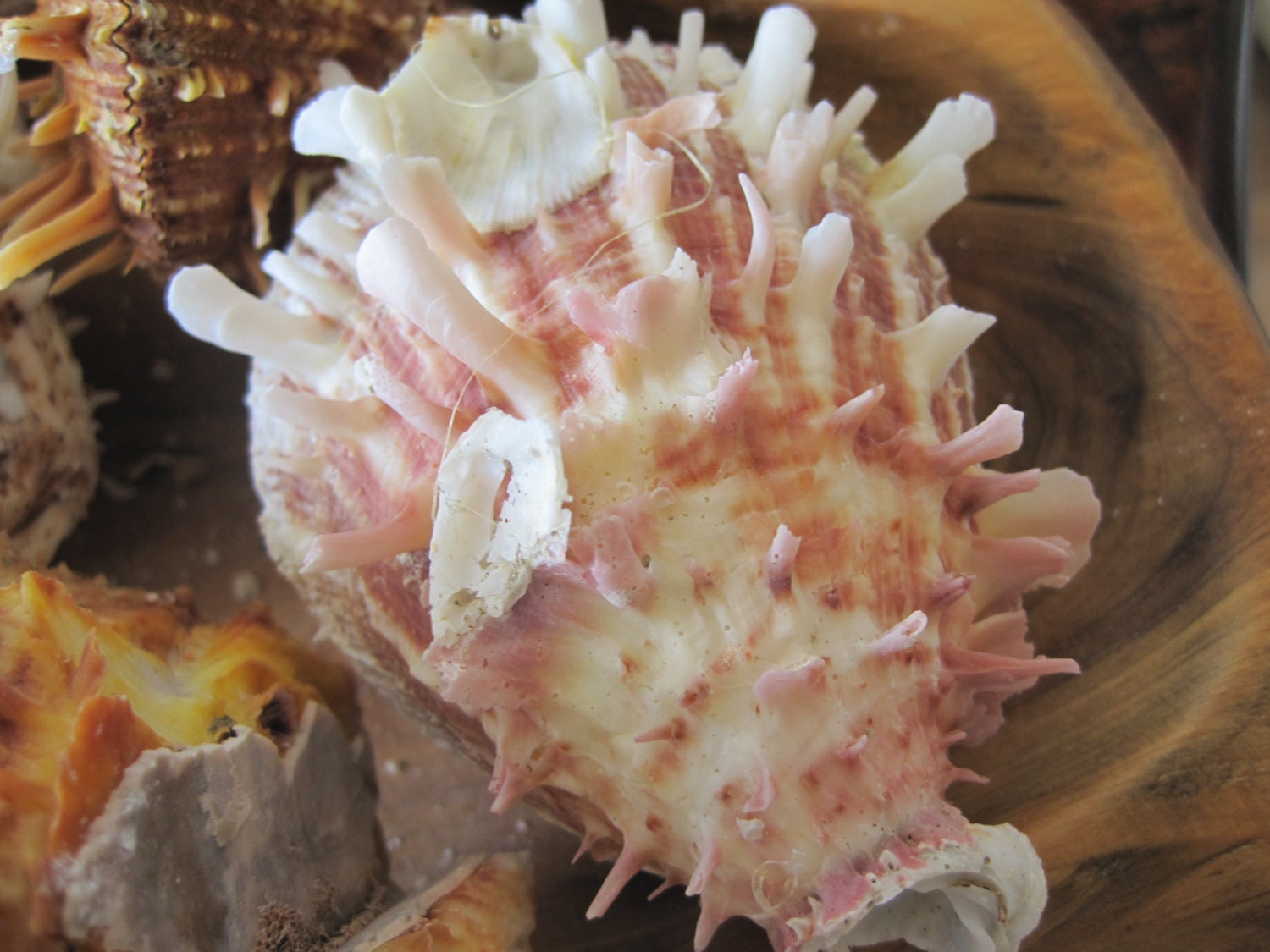 Pale White/brown/purple Spiky Spiny Oyster Shells 2 Shells | Etsy