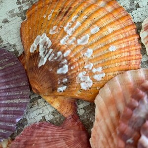 Imperfect Pectin Scallop Shells (12 PC)- Seashells - Beach Decor ...