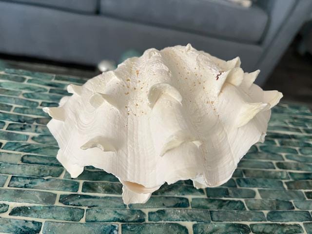 Double Squamosa Rare Clam Shell - White and Pale Yellow Double Clam ...