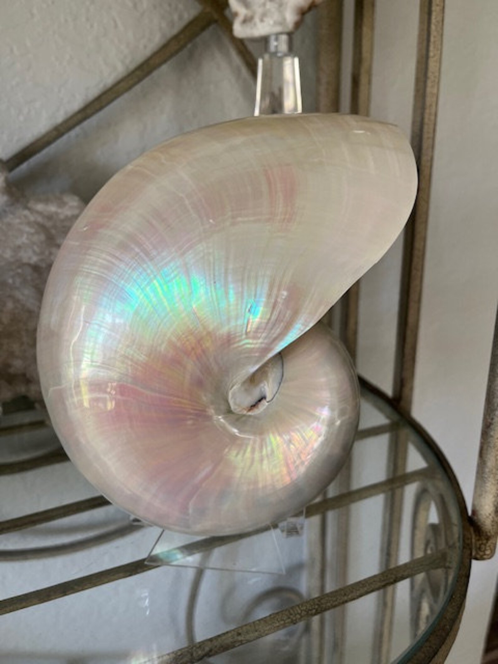 Polished Nautilus Shell Large Nautilus Shell Pearlized Nautilus Coastal ...