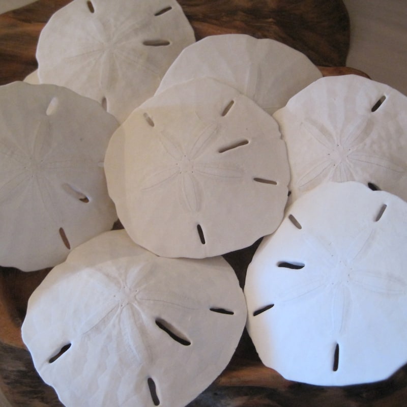 Painted Sand Dollars - Etsy